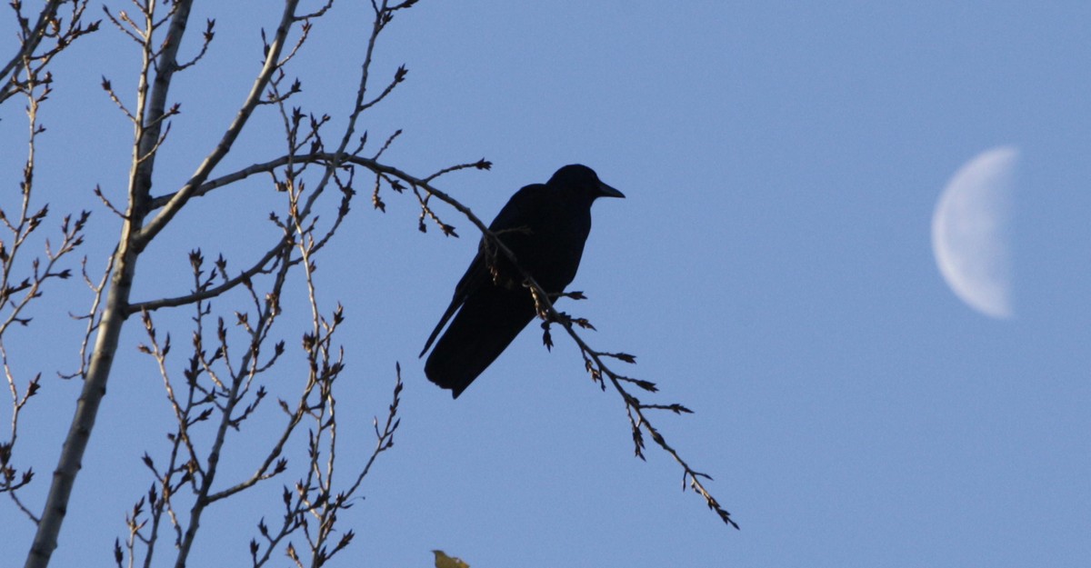 Crows Are Doing the Best They Can - The Atlantic