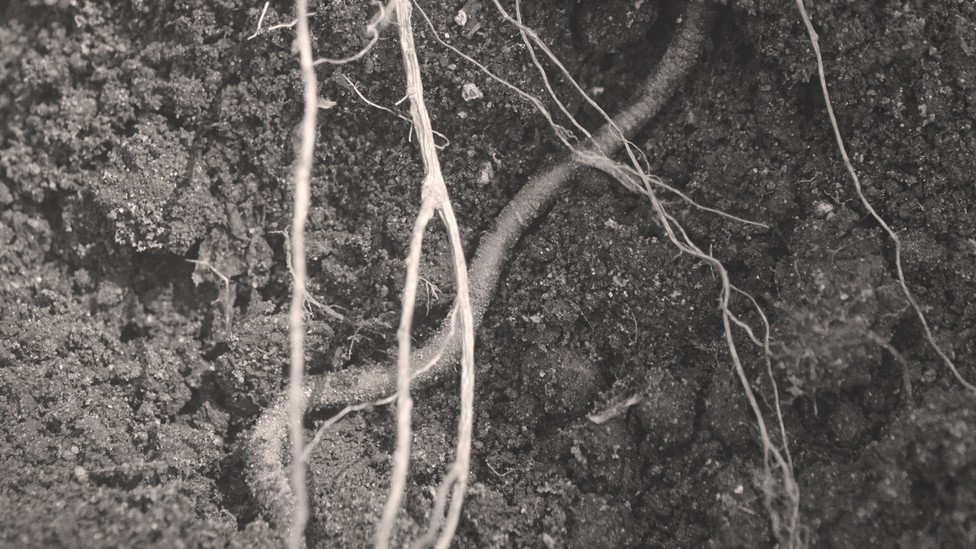 A Poem by Carl Dennis: 'Near Darwin' - The Atlantic