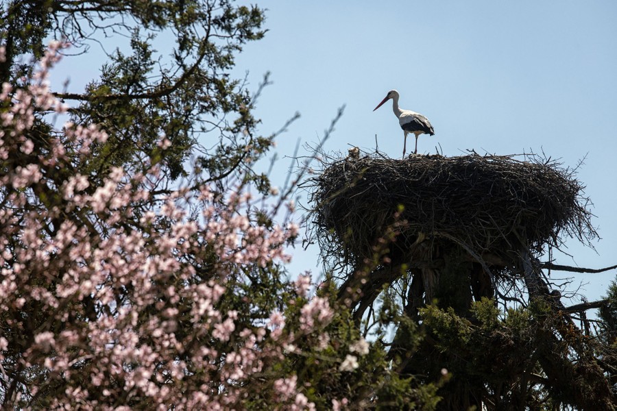 Photos of the Week: Stork Nesting, Kart Crash, Frosty Blossoms - The ...