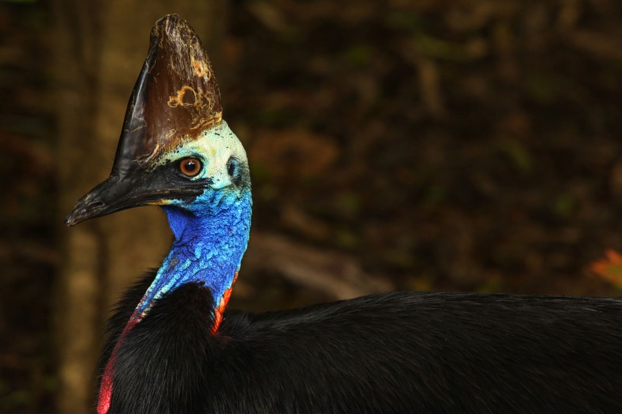 For Earth Day, a Photo Appreciation of Birds - The Atlantic