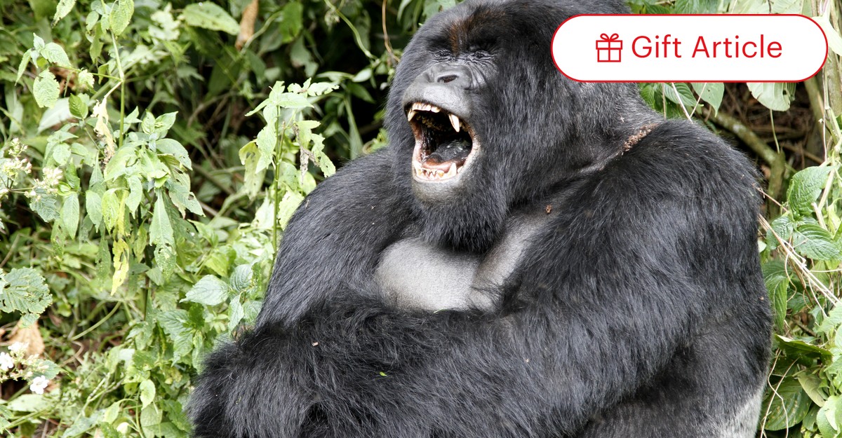 silverback gorilla teeth size