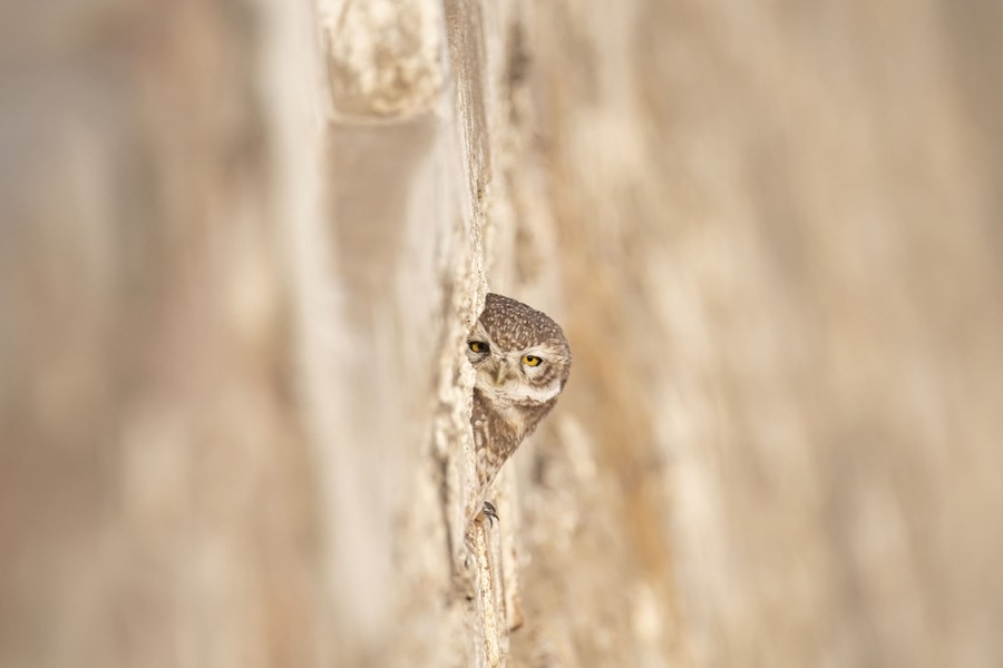 Photos: Superb Owl Sunday VII - The Atlantic