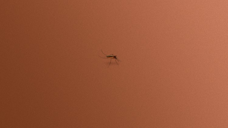 Whatever Happened to Zika? - The Atlantic