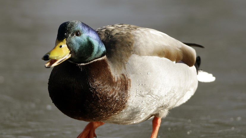 President Obama Did a Reddit AMA - The Atlantic