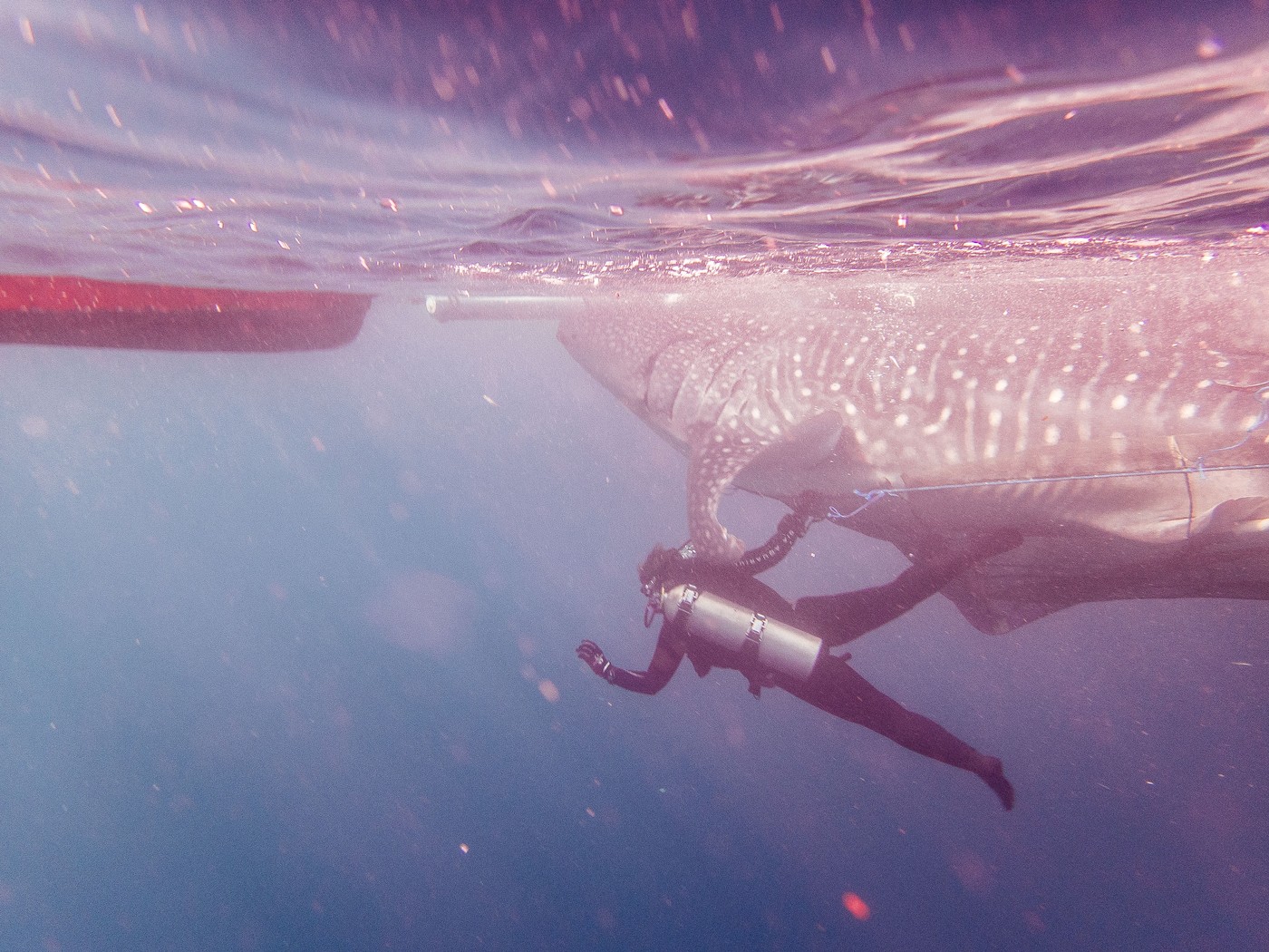 What It's Like to Draw Blood From a Whale Shark - The Atlantic