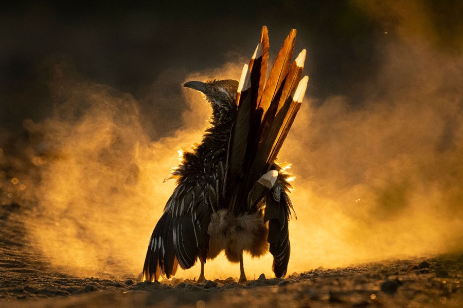 The 2021 Audubon Photography Awards - The Atlantic