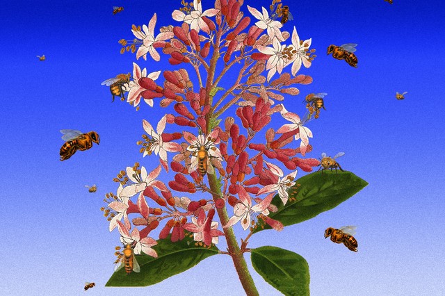 Ellen Cushing, The Atlantic