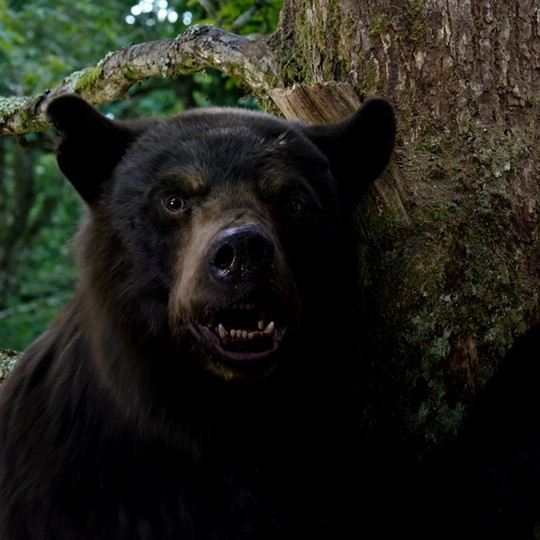 mad black bear