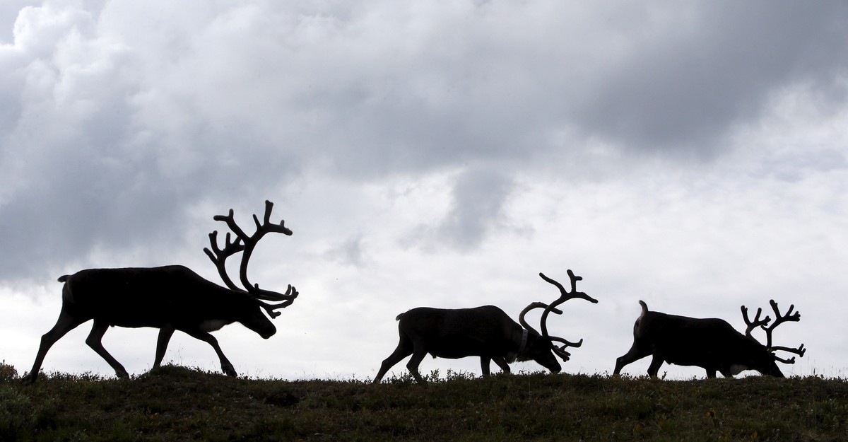 A Lightning Storm In Norway May Have Killed 323 Reindeer - The Atlantic