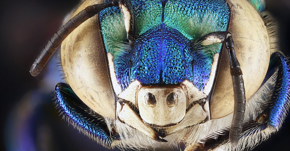 A Beautiful Collection of Insects - The Atlantic
