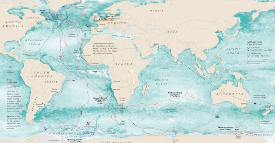 The Golden Age of Animal Tracking - The Atlantic
