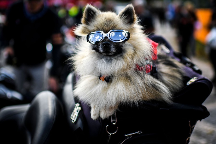 Photos of the Week: Kangaroo Boxing, Royal Ascot, Moon Pool - The Atlantic