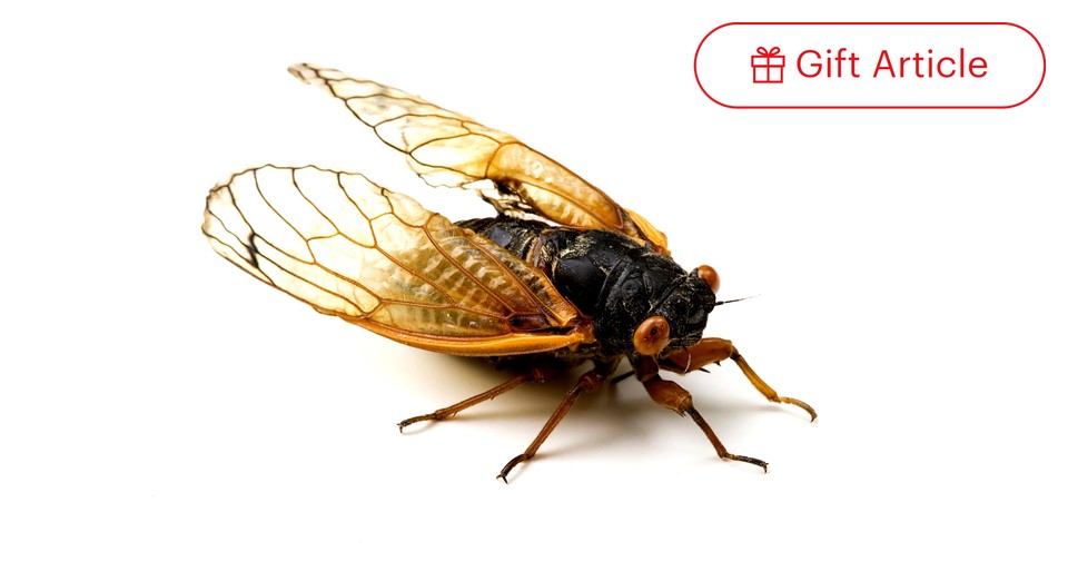cicada article