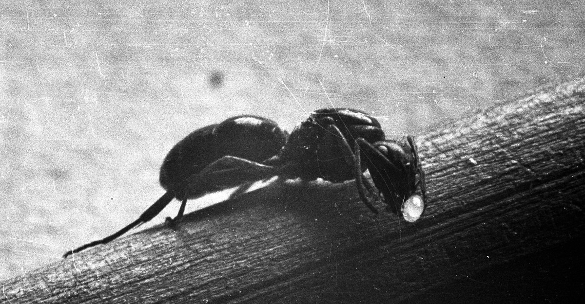 The Mystery of How Some Insects Live for Decades - The Atlantic
