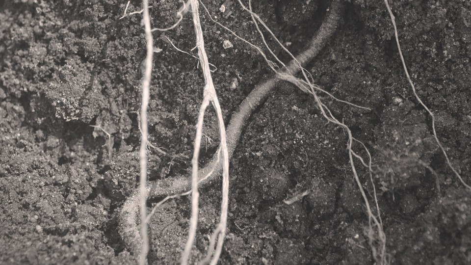 A Poem by Carl Dennis: 'Near Darwin' - The Atlantic