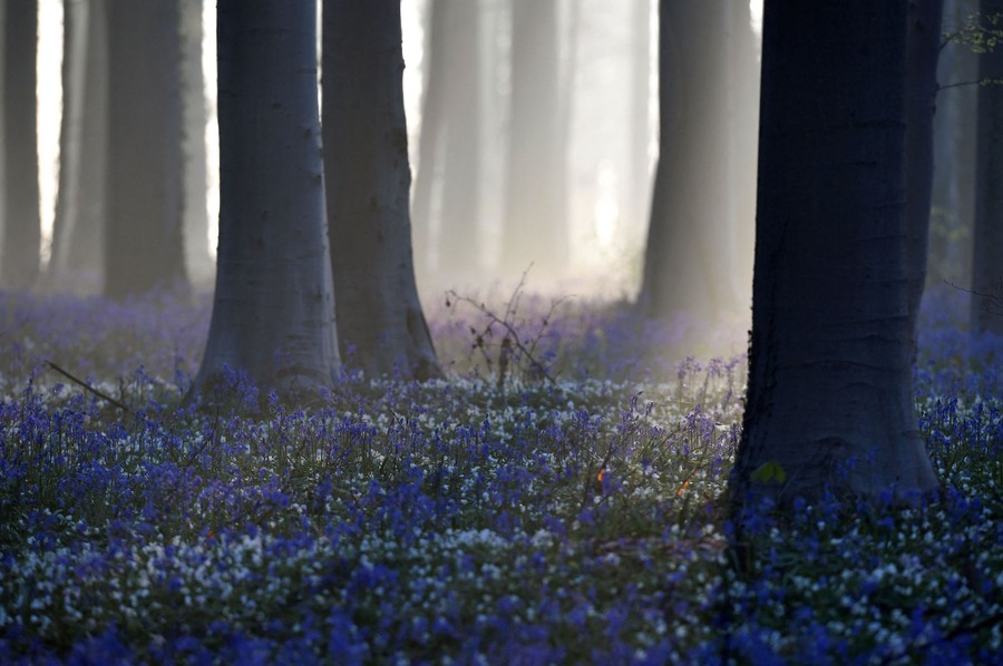 Photos of the Week: Blue Forest, Yellow Fields, Red Sea - The Atlantic