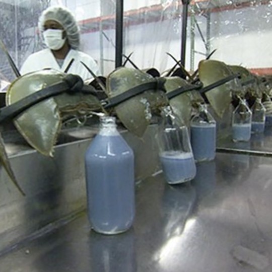 Horseshoe Crab Blood