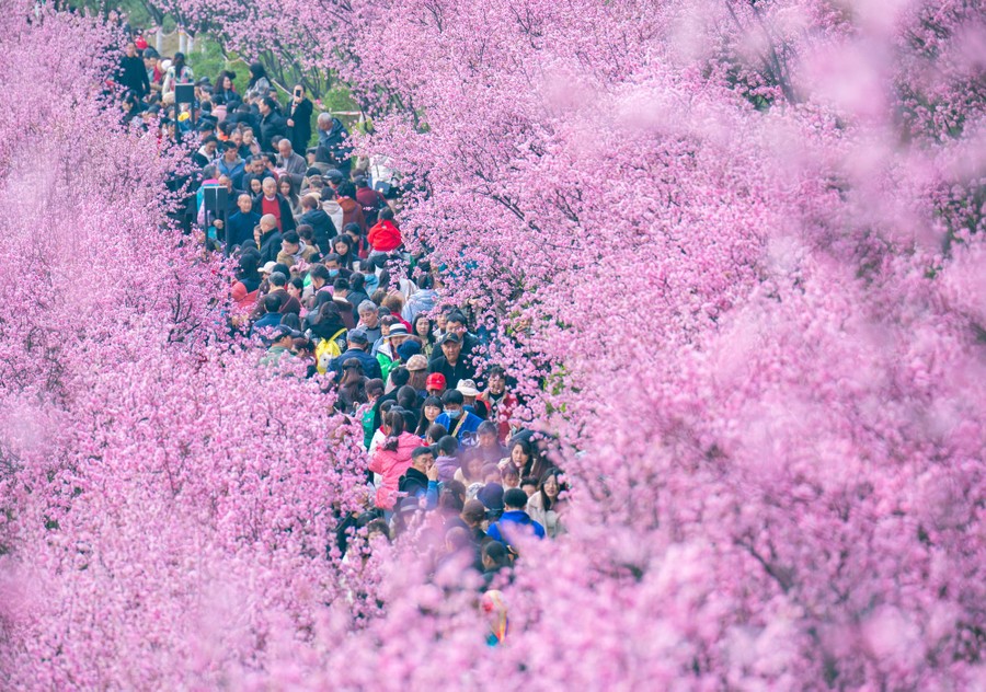 Photos: Spring in Bloom - The Atlantic