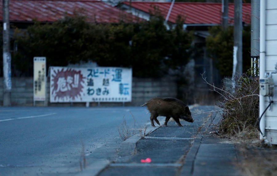 The Wild Boars of Fukushima - The Atlantic