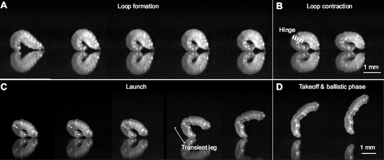 Maggots Can Jump Even Though They Don’t Have Legs - The Atlantic