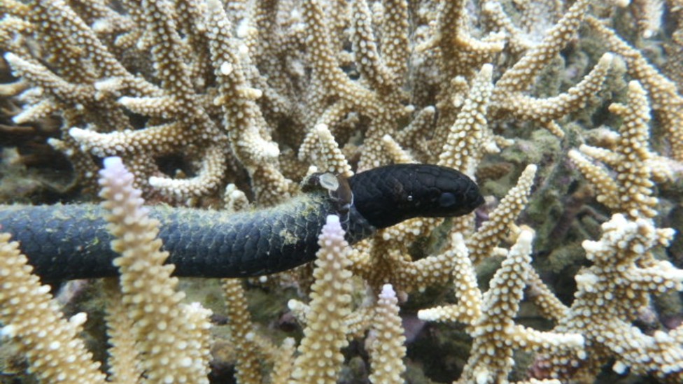 How Humans Turned a Sea Snake to the Dark Side - The Atlantic