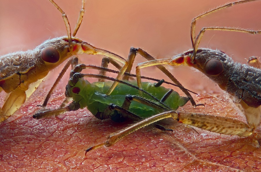 Life Under the Microscope - The Atlantic