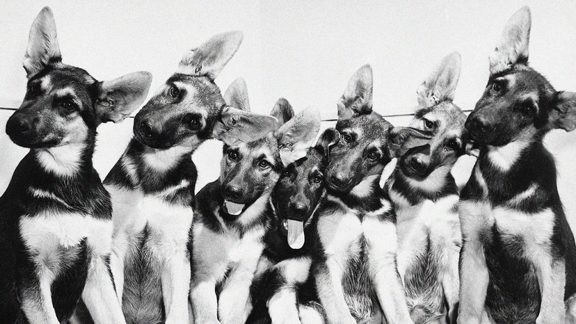 Humans Can’t Quit a Basic Myth About Dog Breeds - The Atlantic