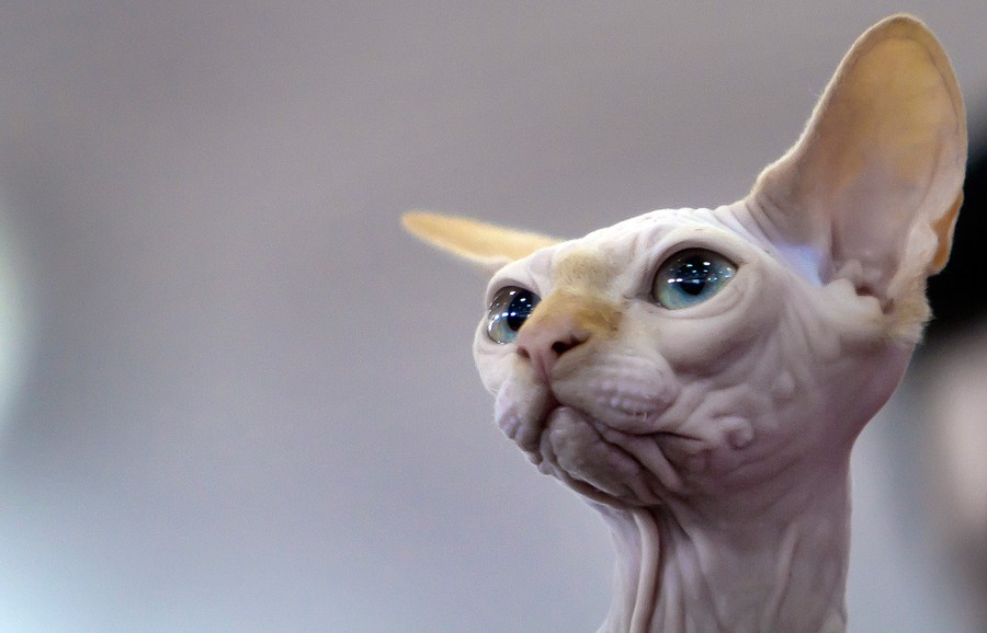 Animals in the News - The Atlantic