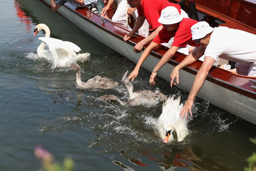 Swan Upping on the River Thames - The Atlantic