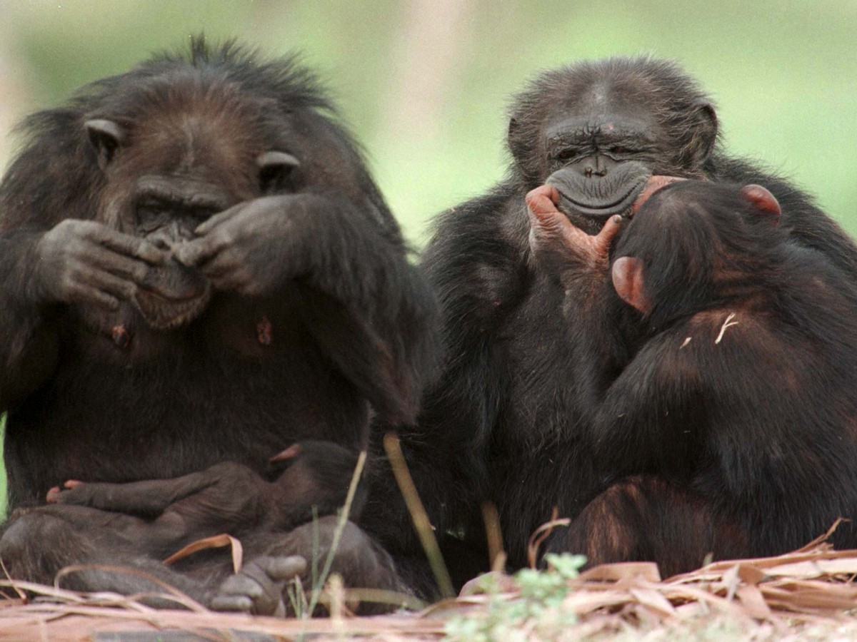 do chimps think