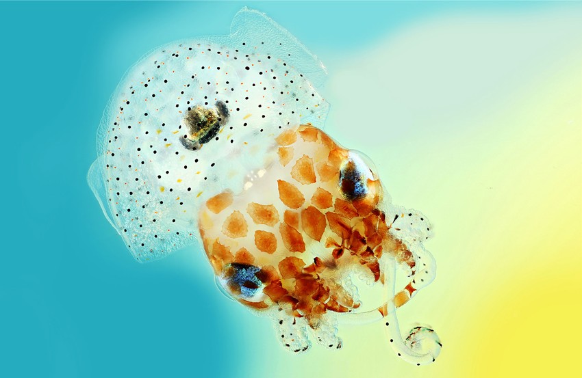 The Bobtail-Squid Genome Could Demystify the Microbiome - The Atlantic