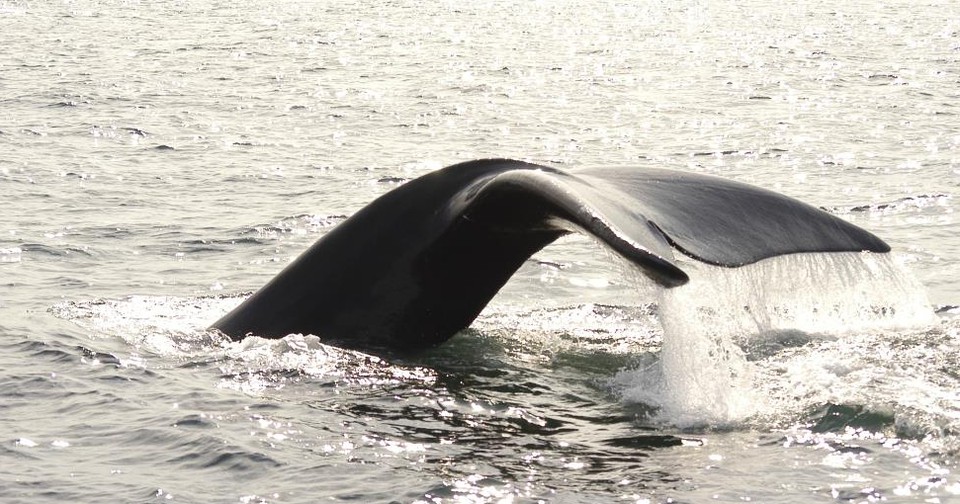 A Forensic Trick to Find Out What’s Killing Whales - The Atlantic