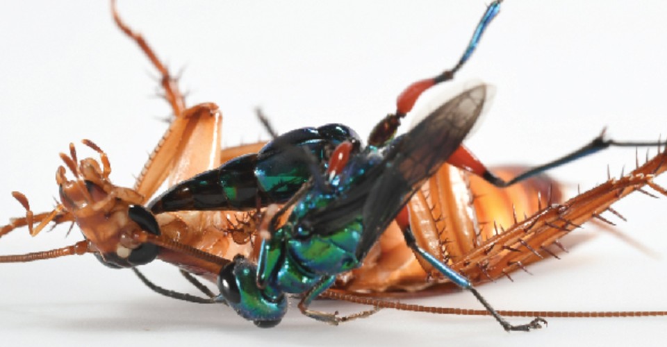 How to Survive the Zombie Apocalypse Like a Cockroach - The Atlantic