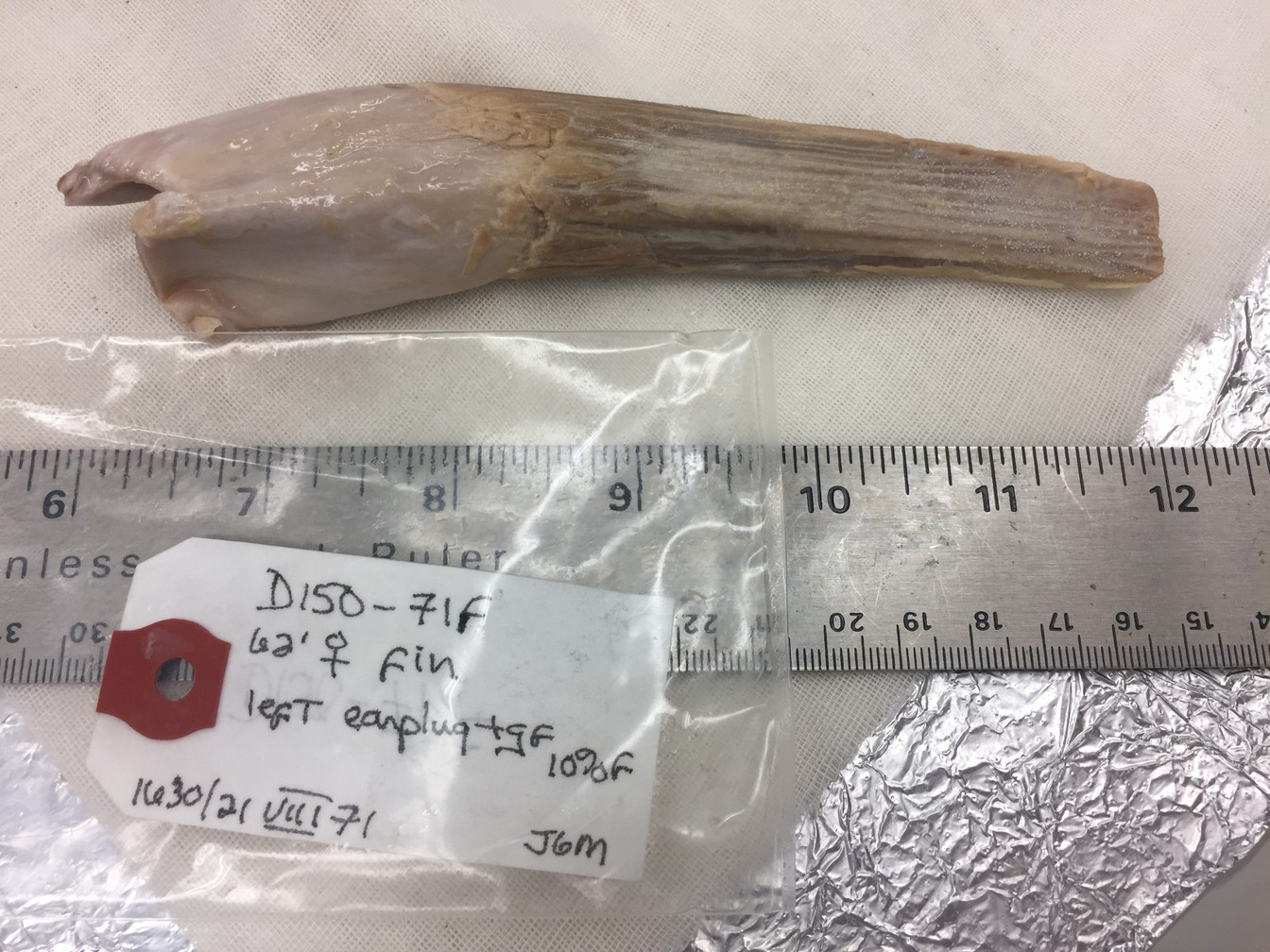 The Astonishing History Locked in Whale Earwax - The Atlantic