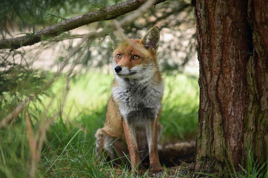 Photos: London’s Urban Foxes - The Atlantic