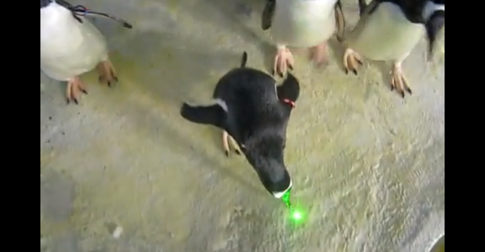Fauna: Like Cats, Penguins Love Chasing a Laser Pointer - The Atlantic