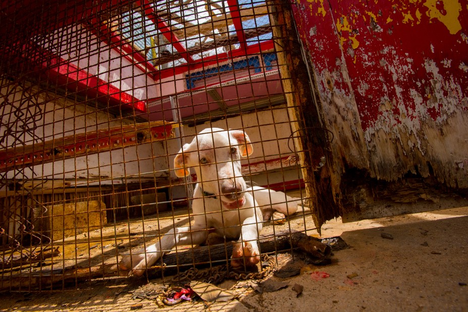 Pet Rescue: The Networks That Save Cats and Dogs From Hurricanes - The ...