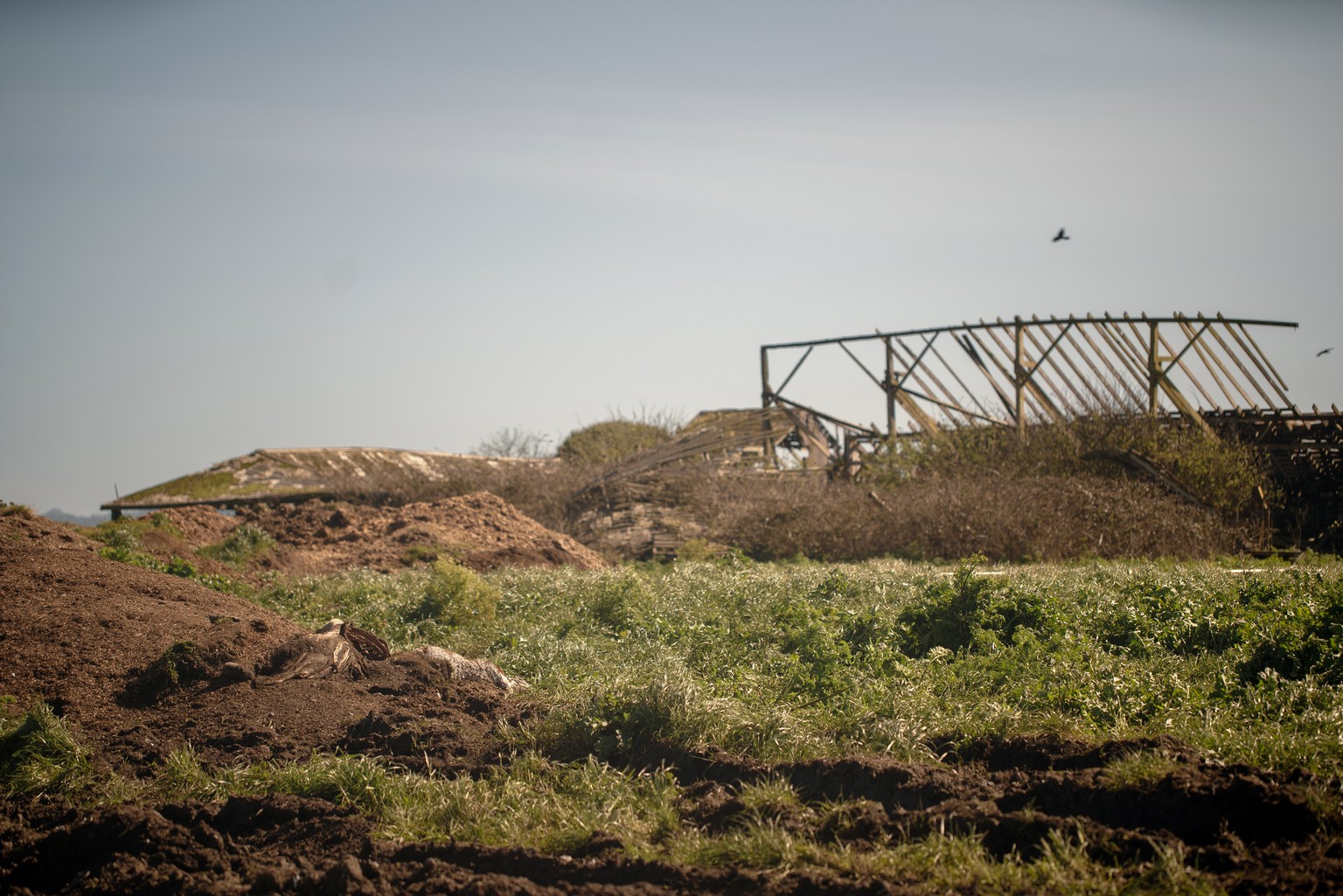 The Suffering Behind ‘Humane,’ Organic Milk - The Atlantic