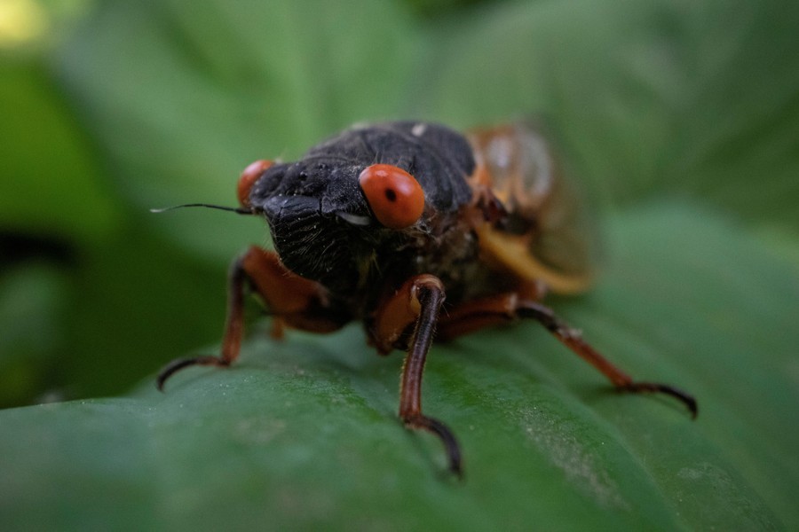 Photos: Cicada Summer Is Here - The Atlantic