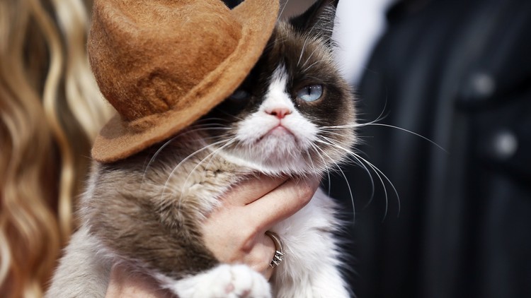 The Wealth of Grumpy Cat - The Atlantic