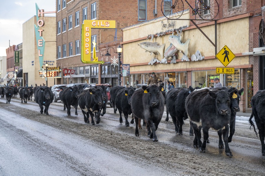 Photos of the Week: Coffin Escape, Cattle Drive, Pigeon Portraits - The ...