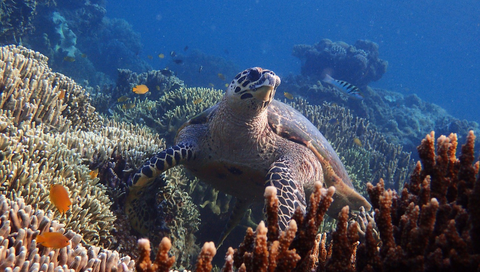 A Photo Appreciation of Life in Our Oceans - The Atlantic