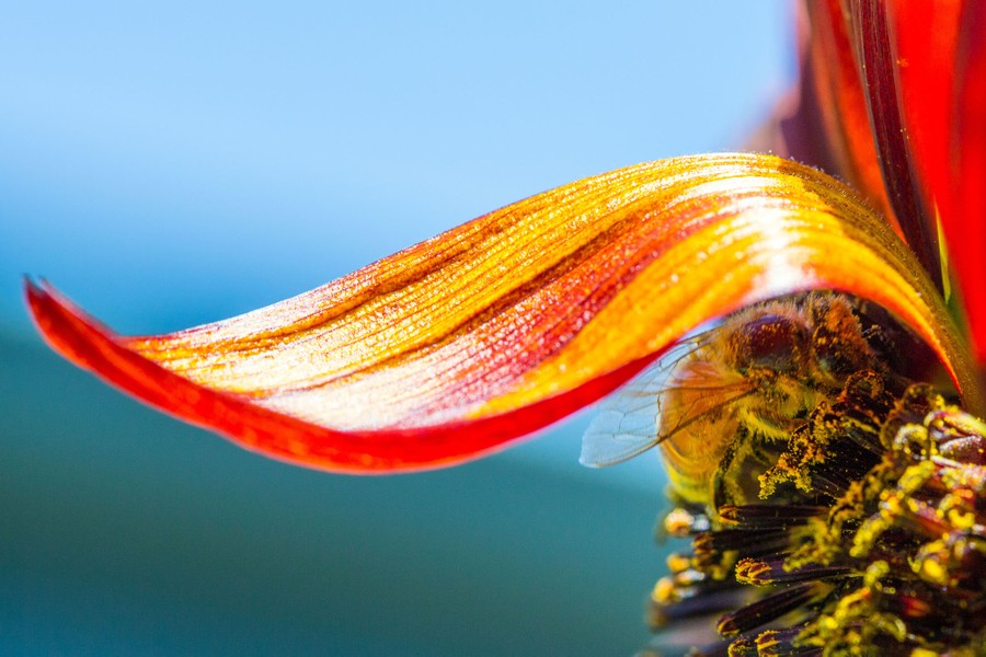 Photos: A January Heat Wave in Australia - The Atlantic