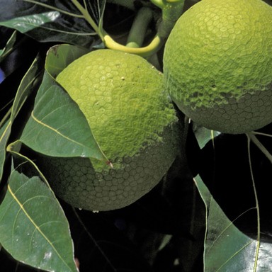 Too Few Americans Are Eating a Remarkable Fruit - The Atlantic