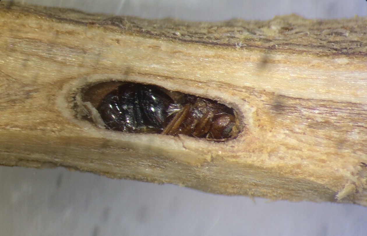 The Newly Discovered Crypt-Keeper Wasp is a Hyperparasite - The Atlantic