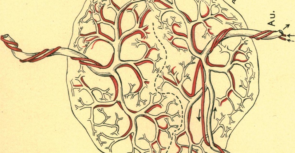 The Amazing Placenta - The Atlantic
