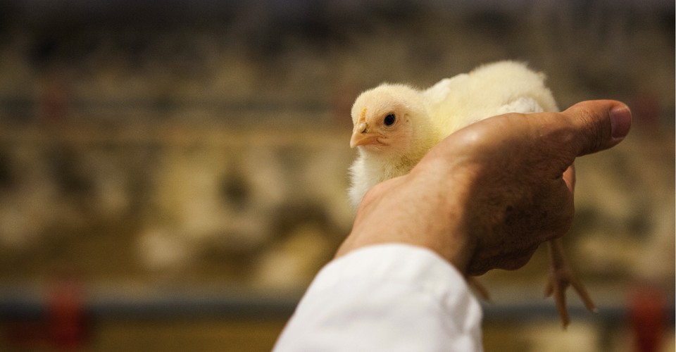 What's Replacing Antibiotics on Chicken Farms? - The Atlantic