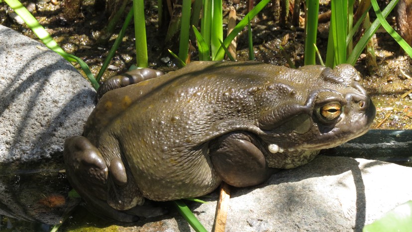 Hallucinogenic-Toad Theft Is Becoming a Problem - The Atlantic
