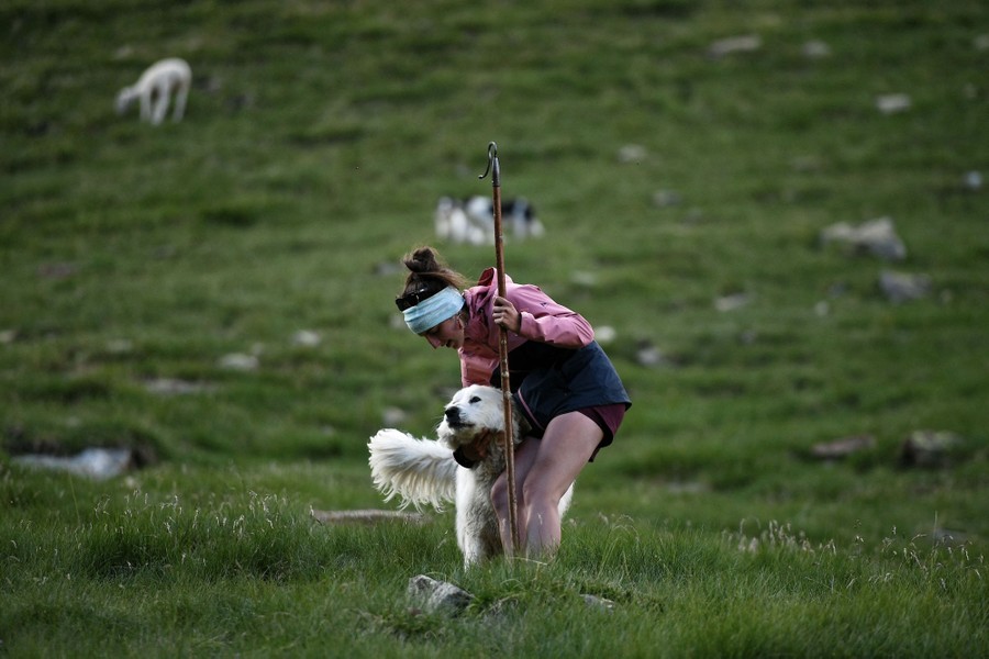 A New Generation of Shepherds in the French Pyrenees - The Atlantic