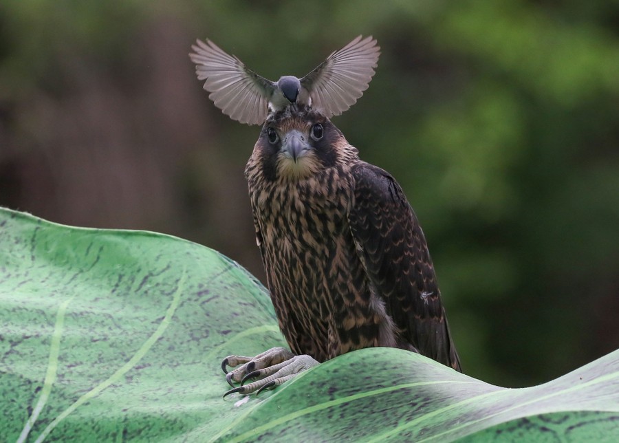 Selections From the Audubon Photography Awards Top 100 - The Atlantic